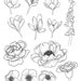 Flower Tracing Guide, Learn to Draw Flowers, Tracing Project, DIGITAL ...