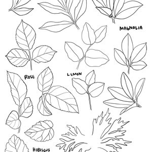 Flower LEAF Tracing Guide, Learn to Draw Leaves, Tracing Project ...