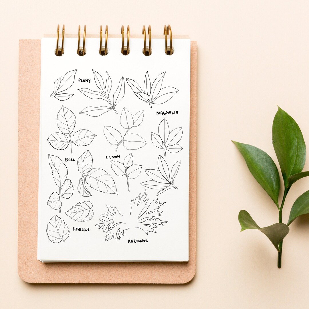 Flower LEAF Tracing Guide, Learn to Draw Leaves, Tracing Project ...