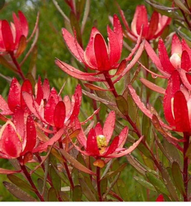 ONE Leucadendron Safari Sunset 1gal Potted Plant Protea South Africa ...