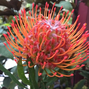 ONE Leucospermum Tango Pincushion 5gal Potted Plant Protea South Africa ...