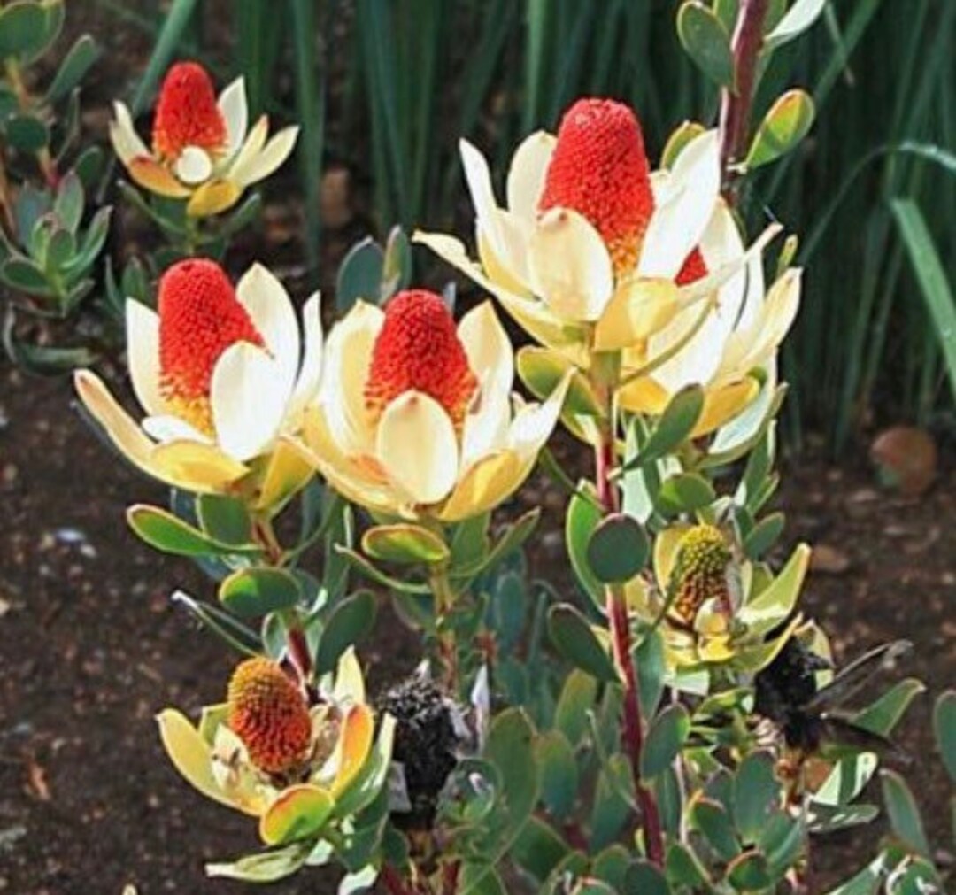 One Leucadendron Discolor Bom Bom Established Rooted Plants Sleeves ...