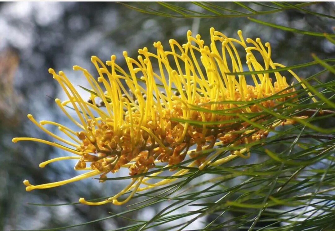 Grevillea Sandra Jordon 5gal Potted Plant Protea Australia Native - Etsy