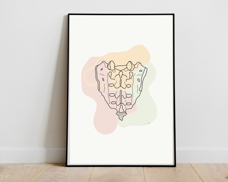 Sacrum Spine Anatomy Drawing | Sacral Coccyx | Abstract Illustrations ...