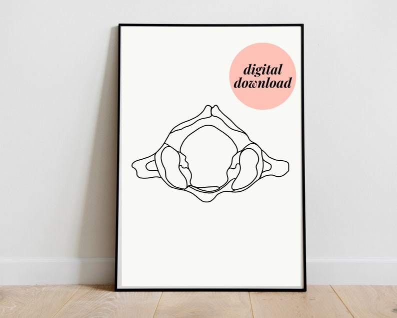 C1 Atlas Vertebra Vertebral Body | Line Art Anatomy Illustration ...