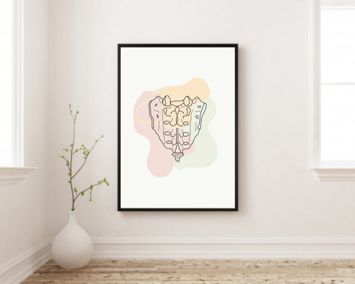 Sacrum Spine Anatomy Drawing | Sacral Coccyx | Abstract Illustrations ...