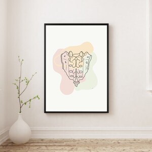 Sacrum Spine Anatomy Drawing | Sacral Coccyx | Abstract Illustrations ...