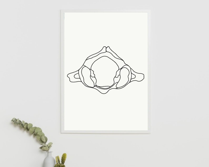 C1 Atlas Vertebra Vertebral Body | Line Art Anatomy Illustration ...