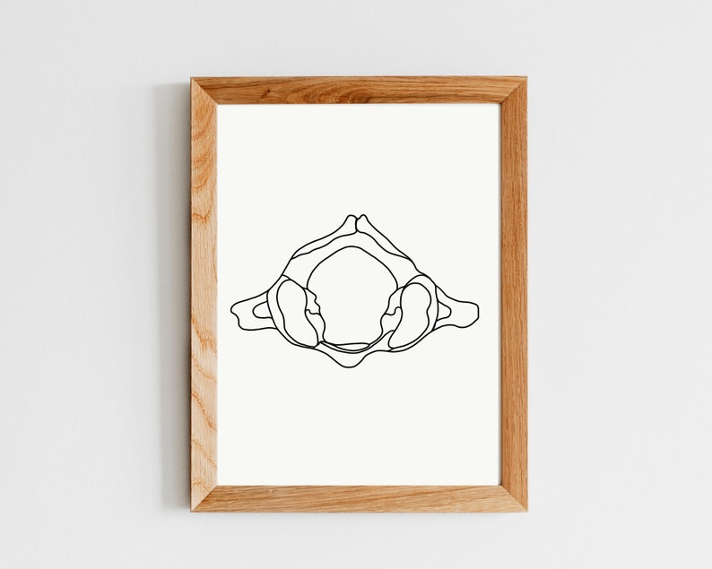 C1 Atlas Vertebra Vertebral Body | Line Art Anatomy Illustration ...