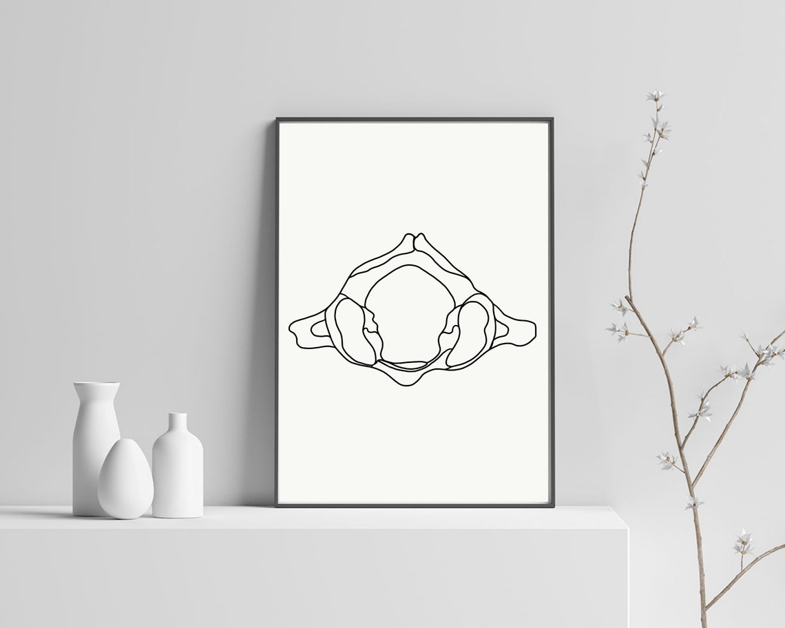 C1 Atlas Vertebra Vertebral Body Line Art Anatomy Illustration ...