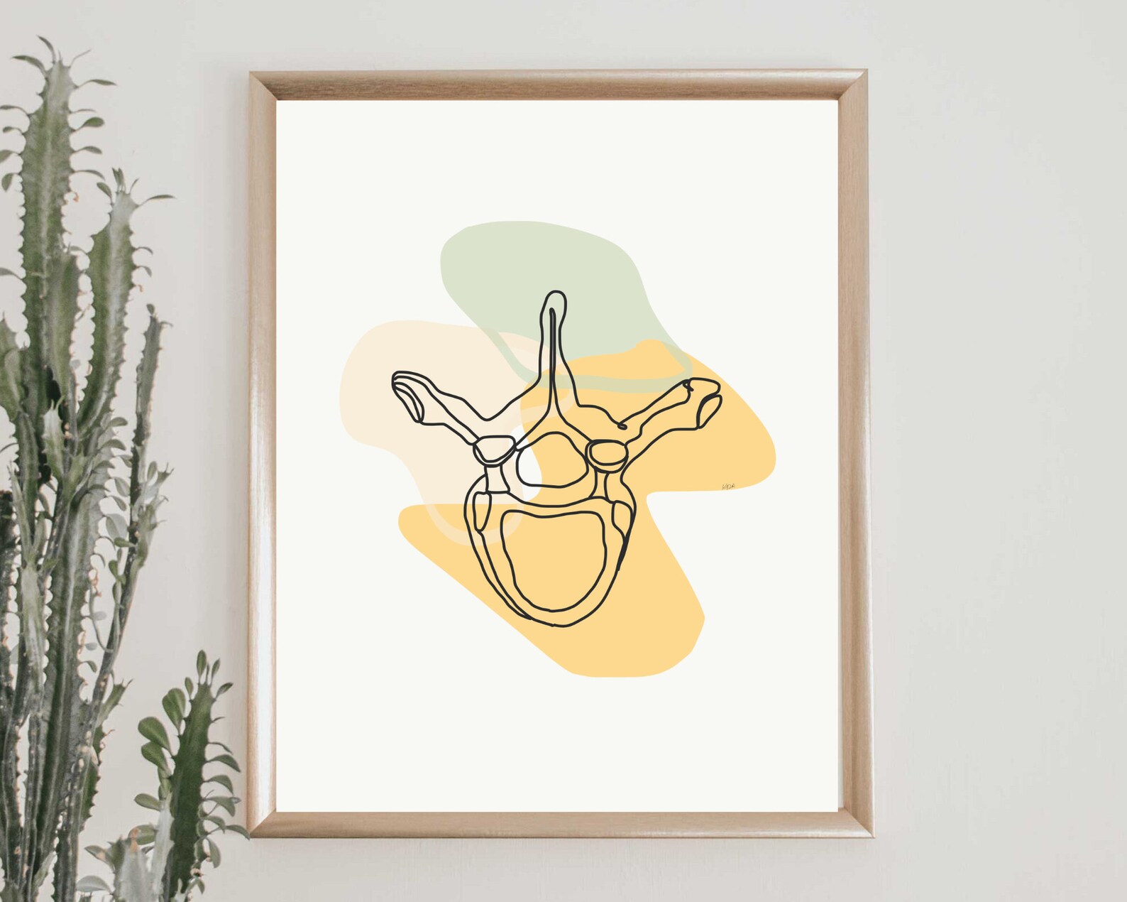 Thoracic Spine Vertebra Bone | Human Anatomy Vertebrae Drawing ...