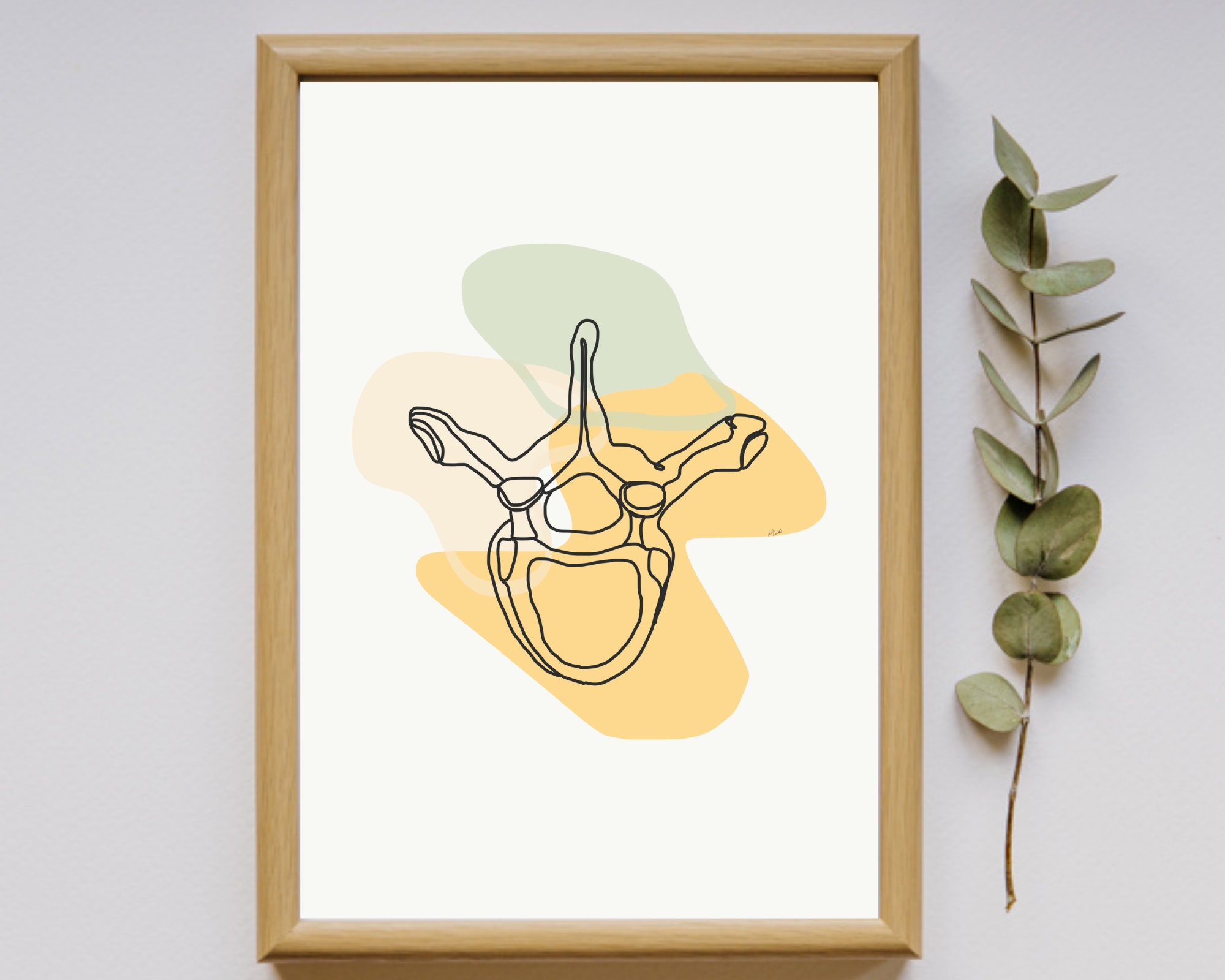 Thoracic Spine Vertebra Bone | Human Anatomy Vertebrae Drawing ...