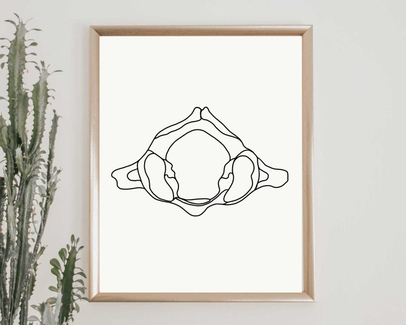 C1 Atlas Vertebra Vertebral Body | Line Art Anatomy Illustration ...