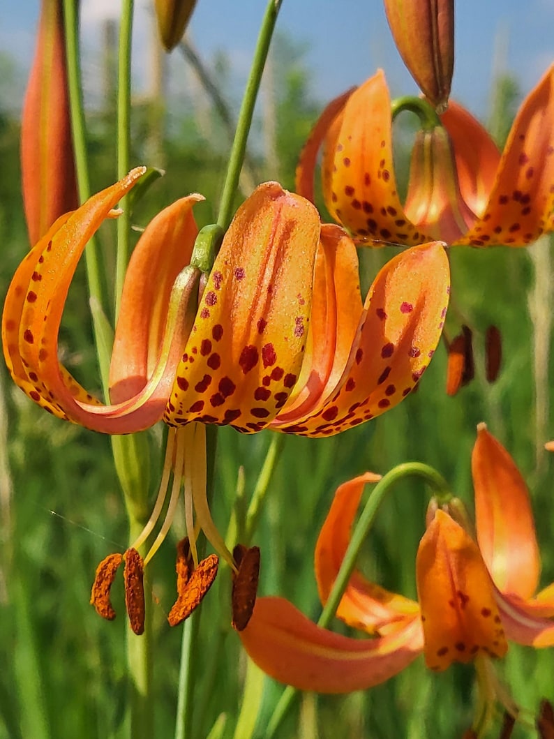 Michigan Lily (lilium Michiganense), 30+ Seeds - Etsy