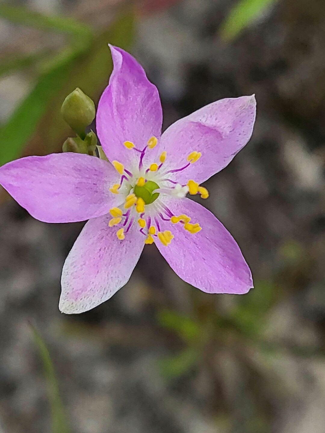 Fame Flower, Talinum Roguspermum, 150 Seeds - Etsy