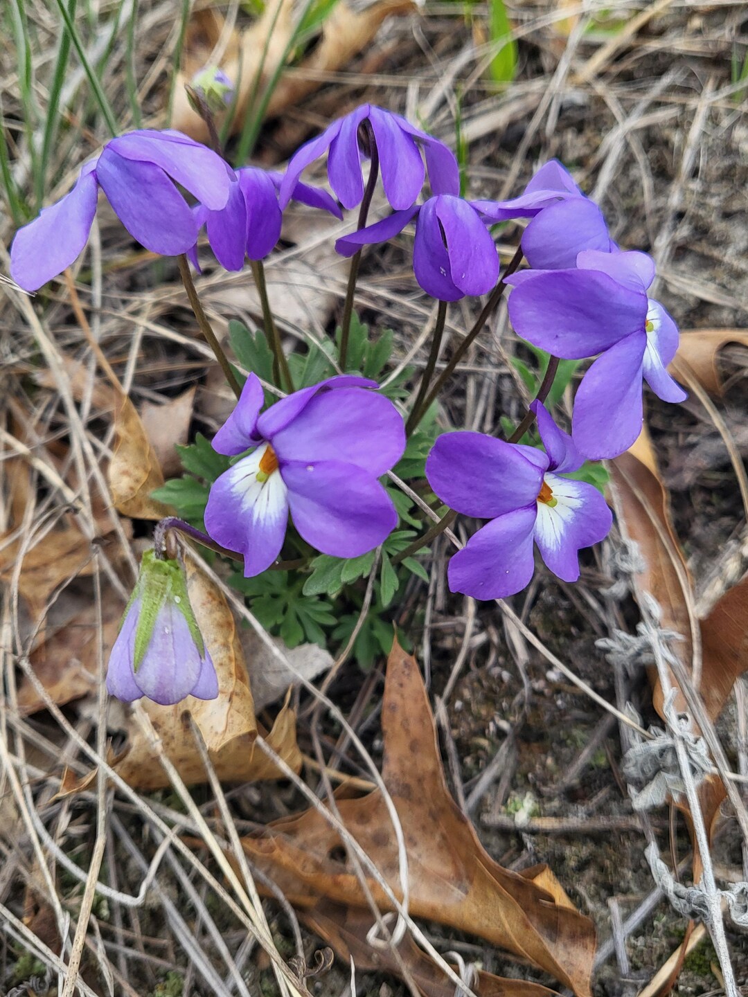 Bird's Foot Violet (viola Pedata), 75 Seeds - Etsy