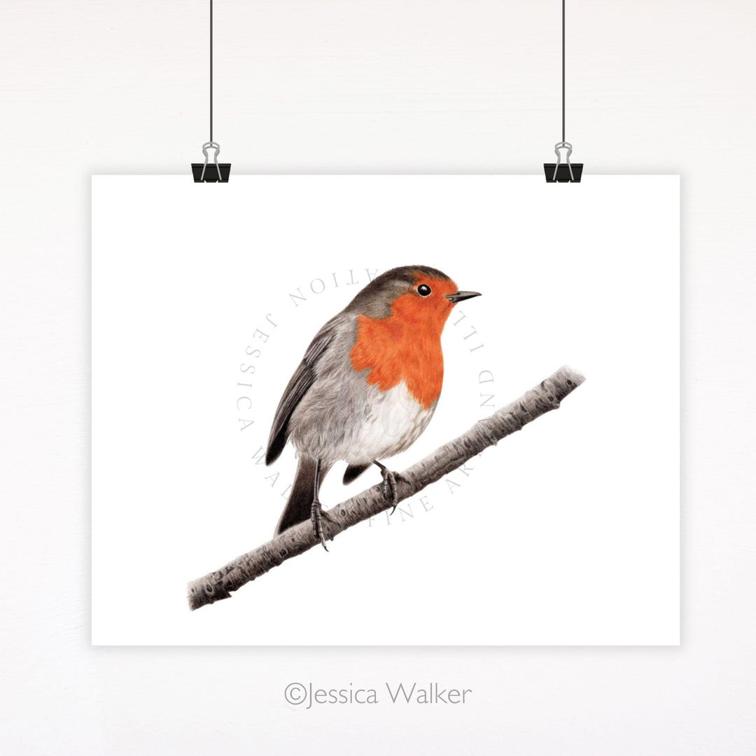 European Robin Art Print: Colored Pencil Bird Illustration, Wildlife ...