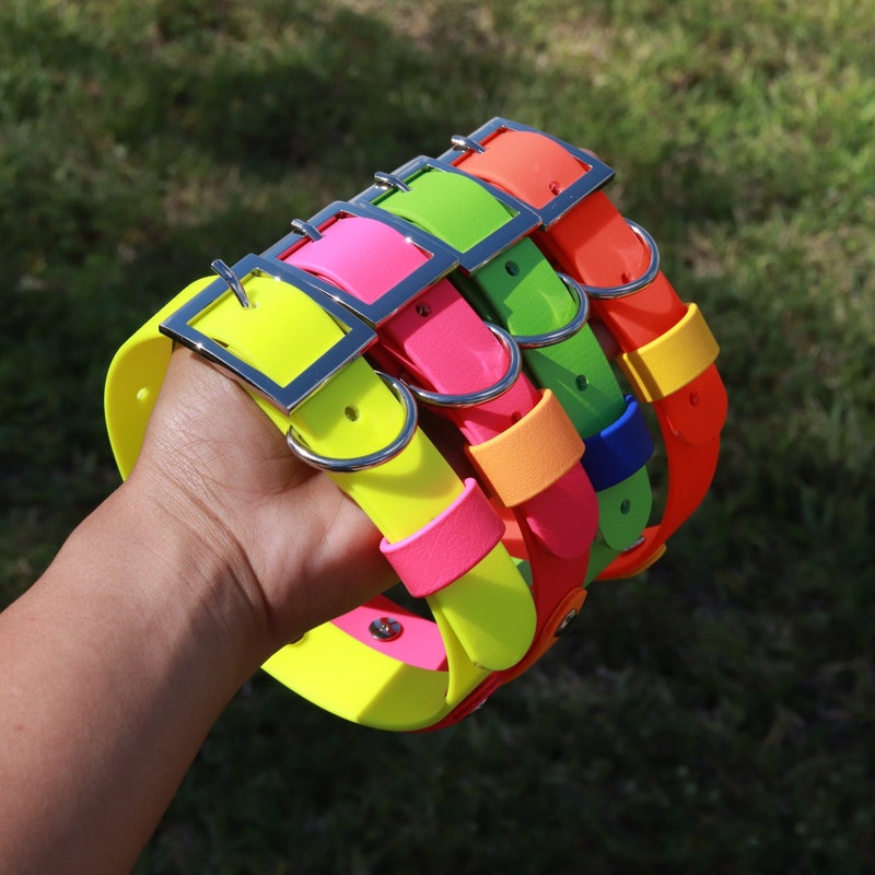 Neon Dog Color - Etsy