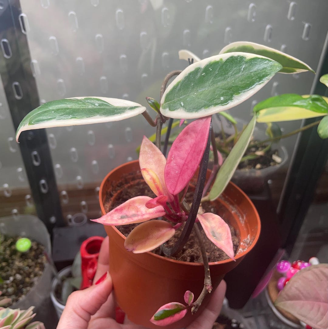 Hoya Flamingo Dream Rooted Cutting - Etsy