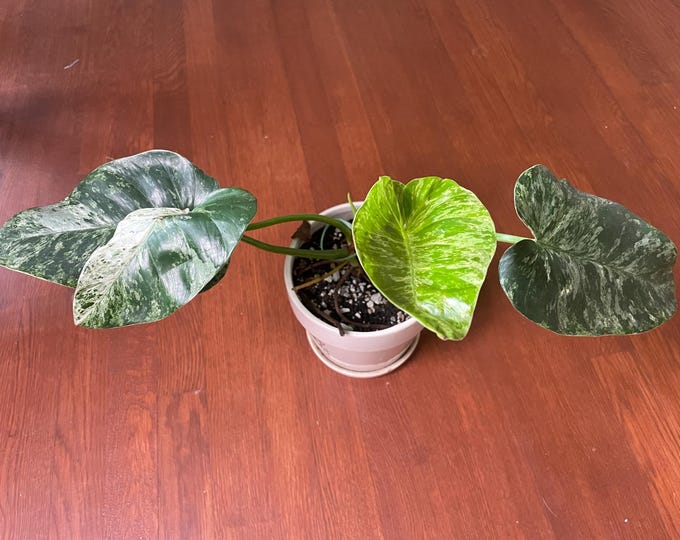 Philodendron Giganteum Blizzard Cutting - Etsy