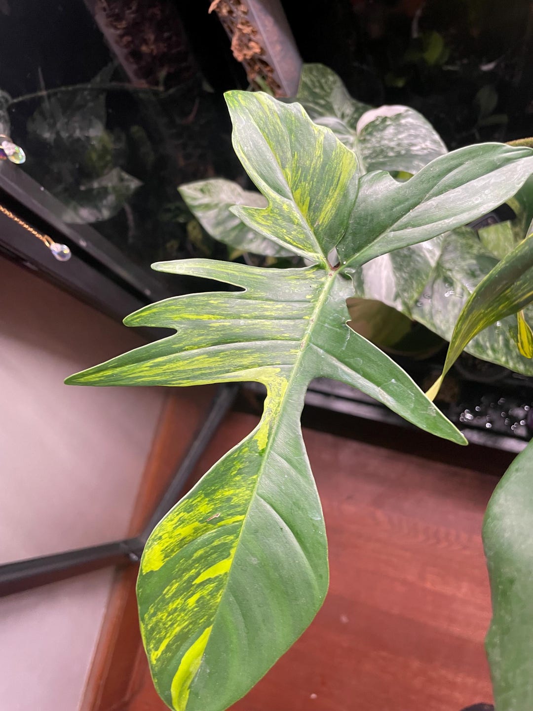Variegated Florida Beauty Philodendron Cutting - Etsy
