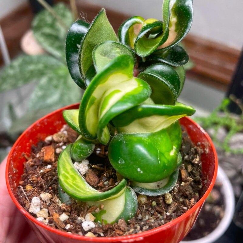 Hindu Rope Variegated - Etsy