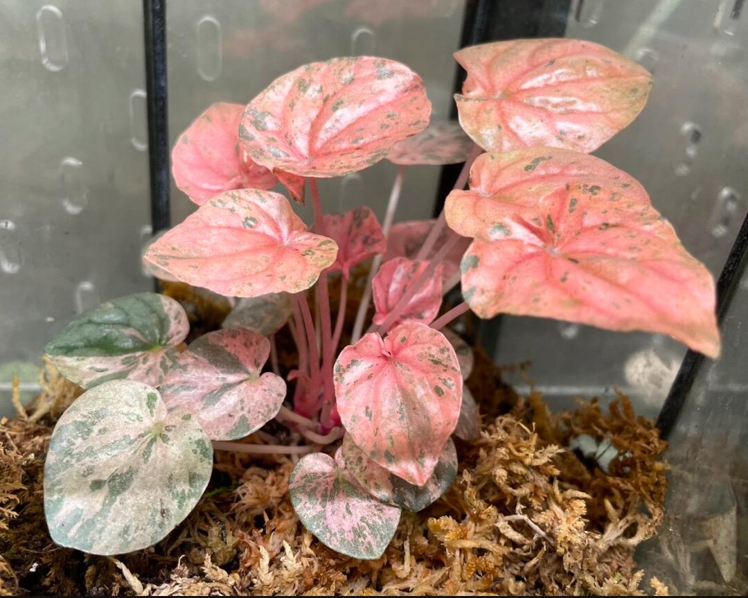 Pink Lady Peperomia Cutting - Etsy