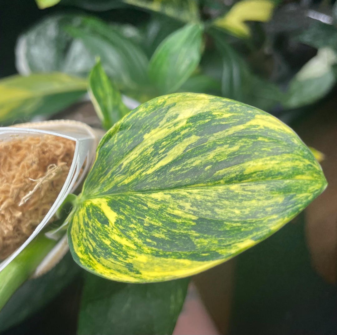 Monstera Standleyana Aurea Cutting - Etsy