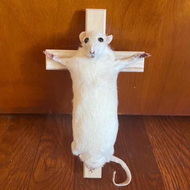 Taxidermy Rat - Etsy