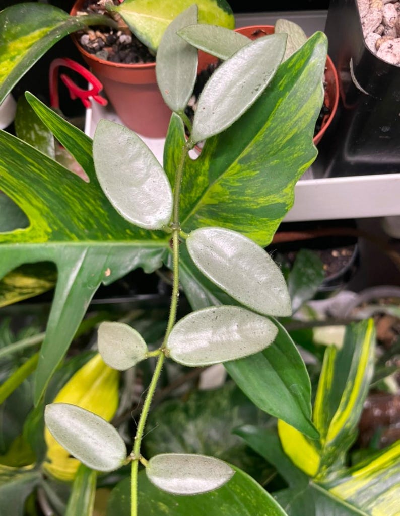 Hoya Lima Silver Cutting - Etsy