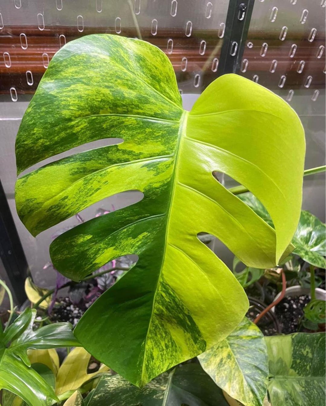 Monstera Aurea Cutting - Etsy