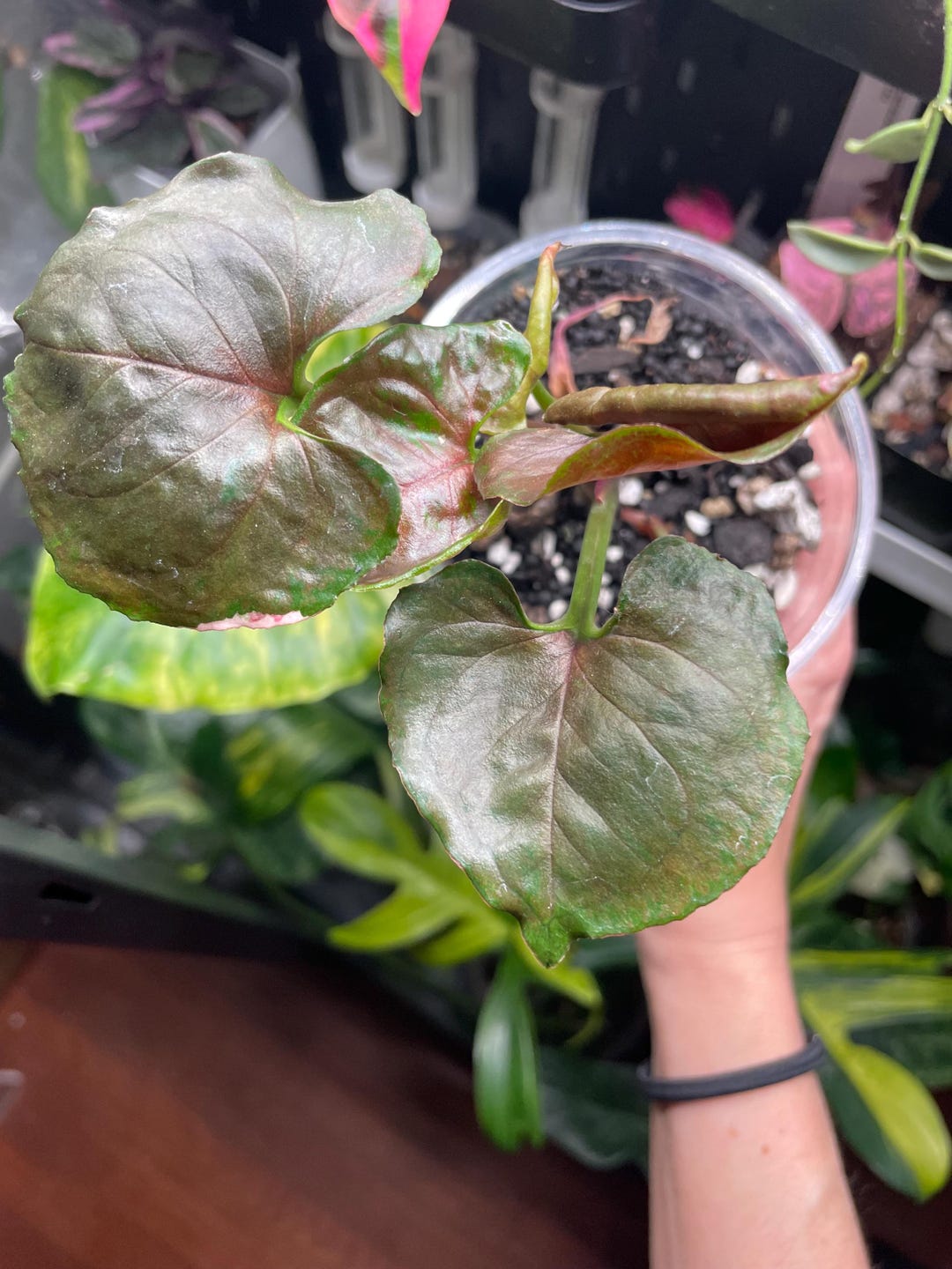 Syngonium Strawberry Galaxy - Etsy