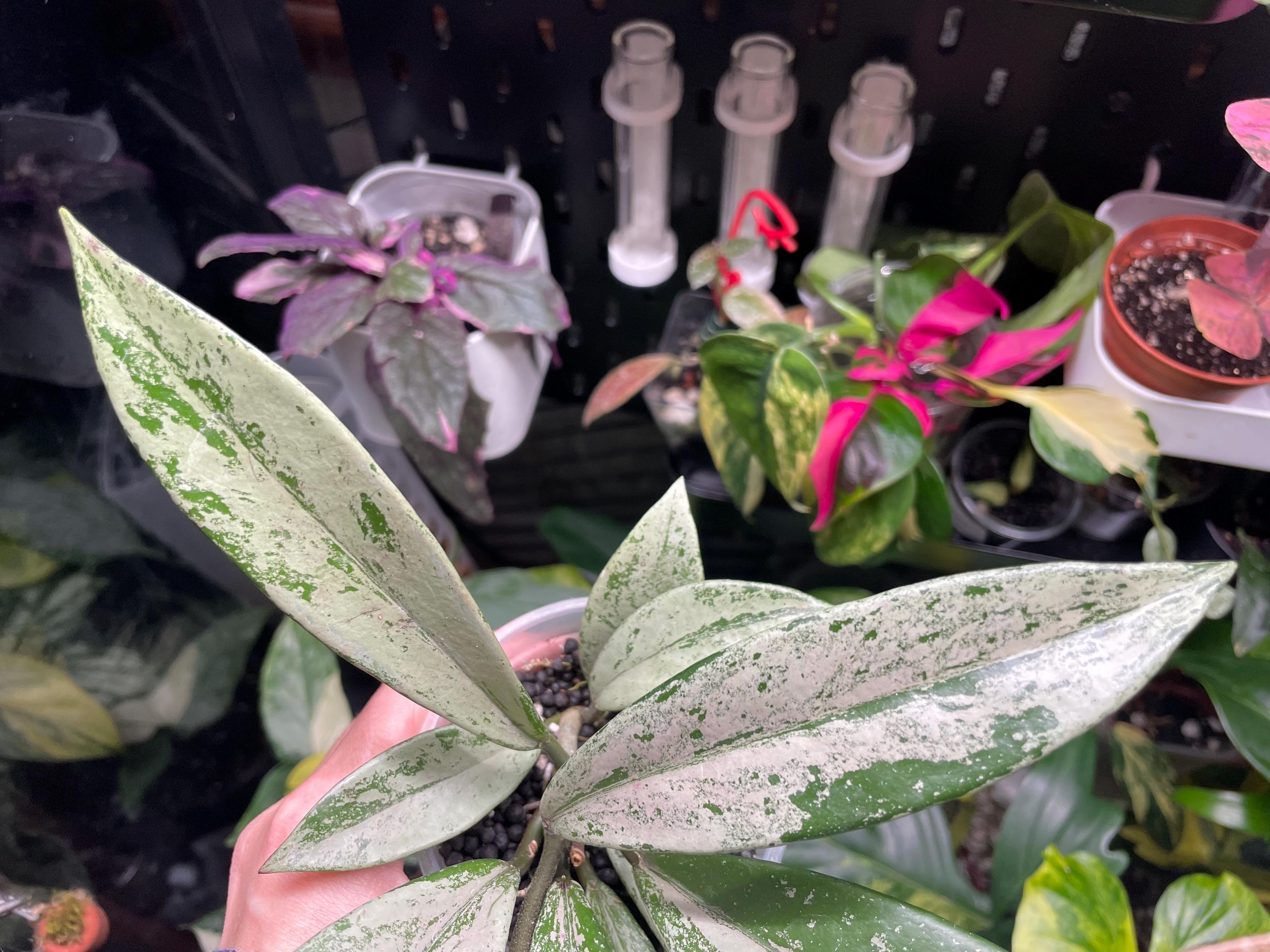 Hoya Pubicalyx Pink Silver Cutting - Etsy