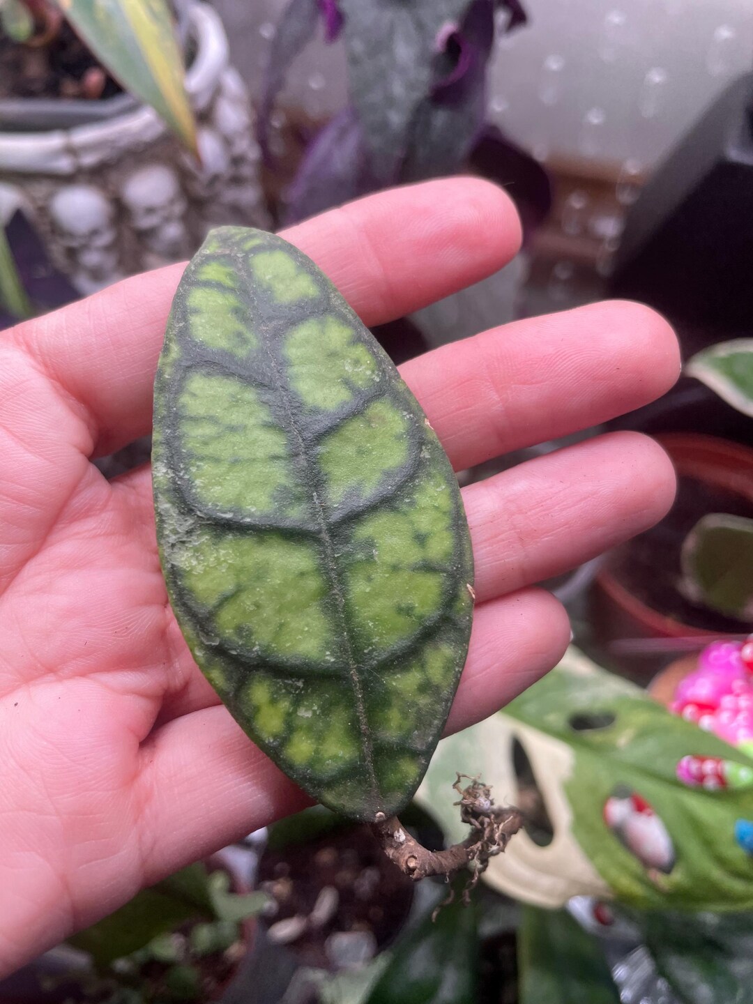 Hoya Callistophylla Black Cat Rooted Cutting - Etsy