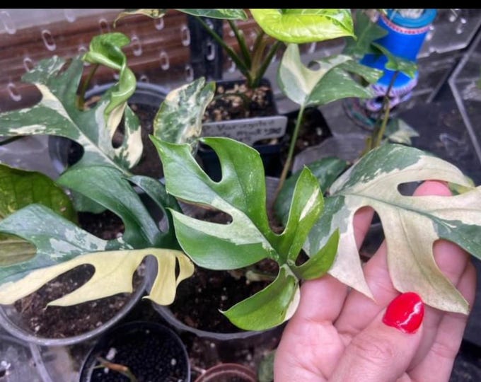 Variegated Rhaphidophora Tetrasperma Mini Monstera Cutting - Etsy