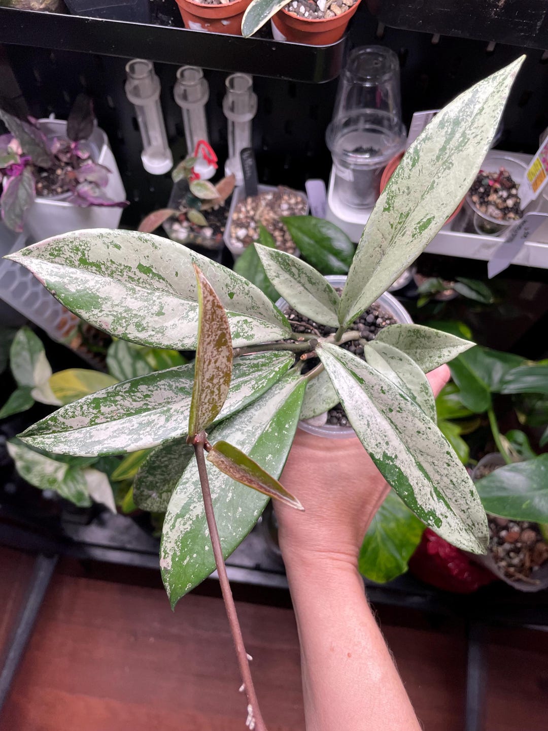Hoya Pubicalyx Pink Silver Rooted Cutting - Etsy