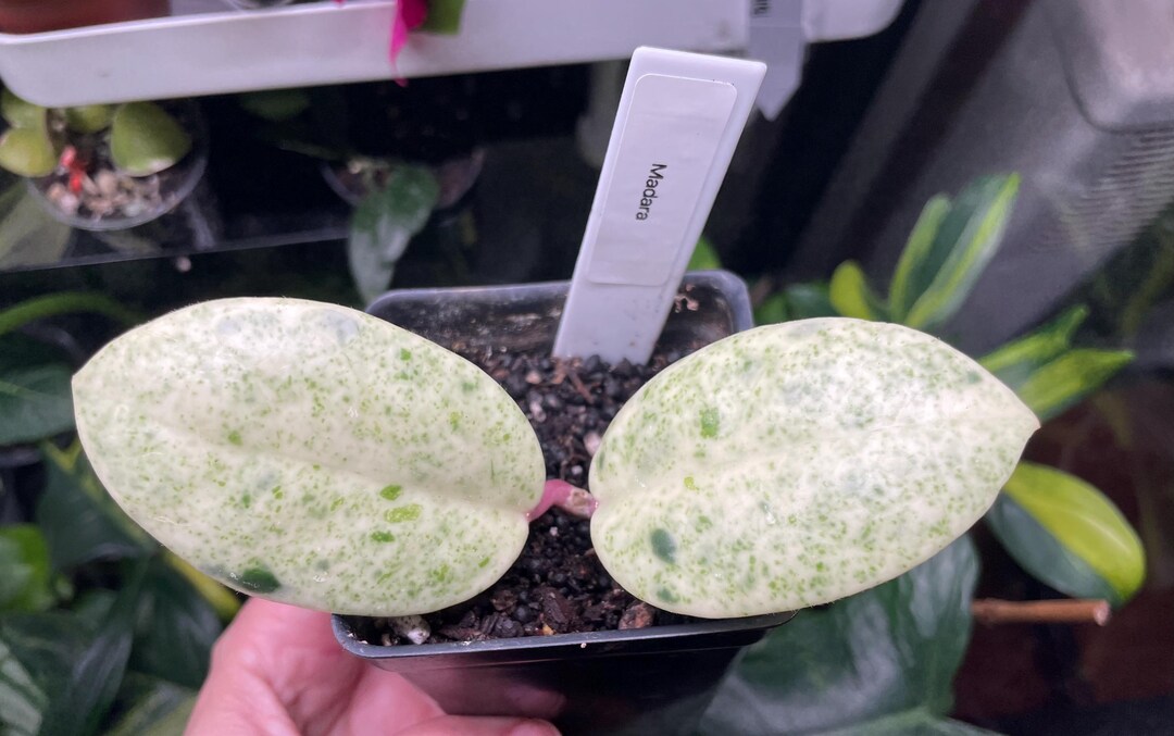 Hoya Madara Cutting - Etsy