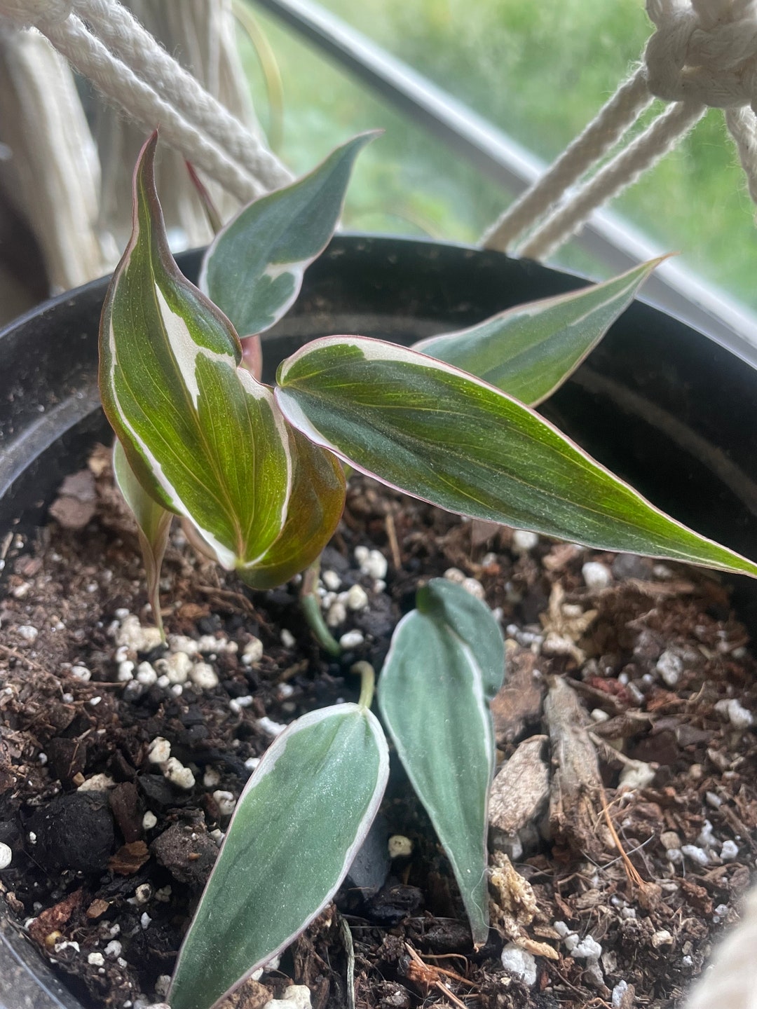 Halo Mican UNROOTED CUTTING - Etsy