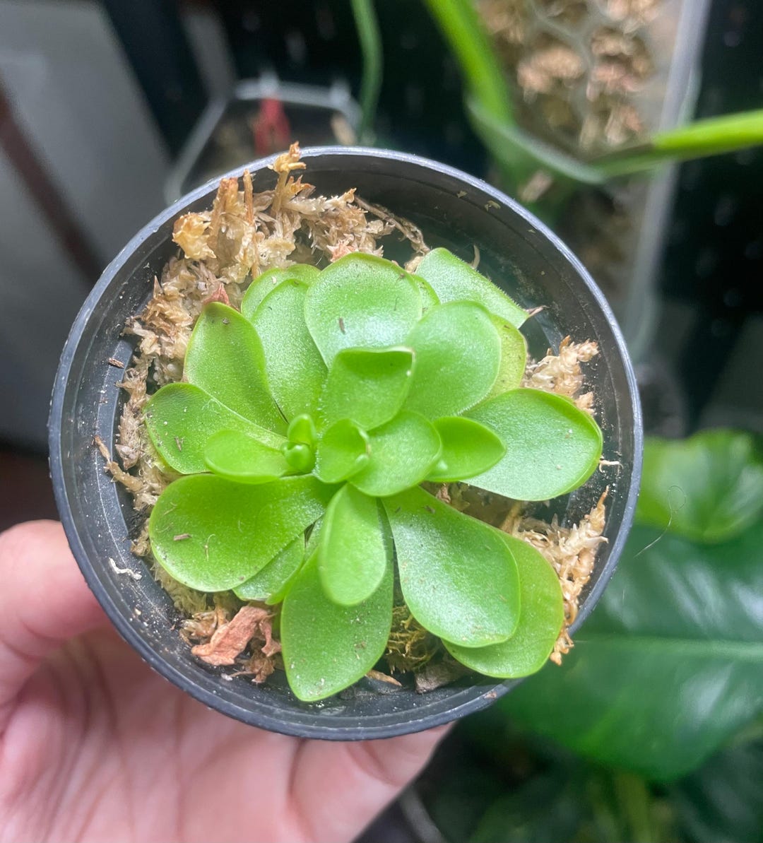 Mexican Butterwort, Pinguicula Pirouette Carnivorous Plant - Etsy