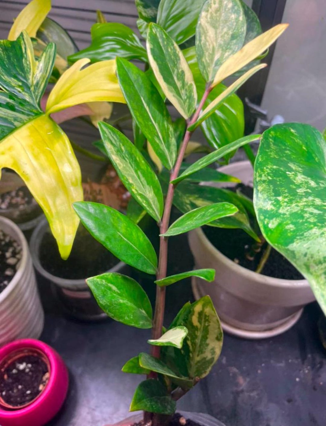 Variegated Zz Cutting - Etsy