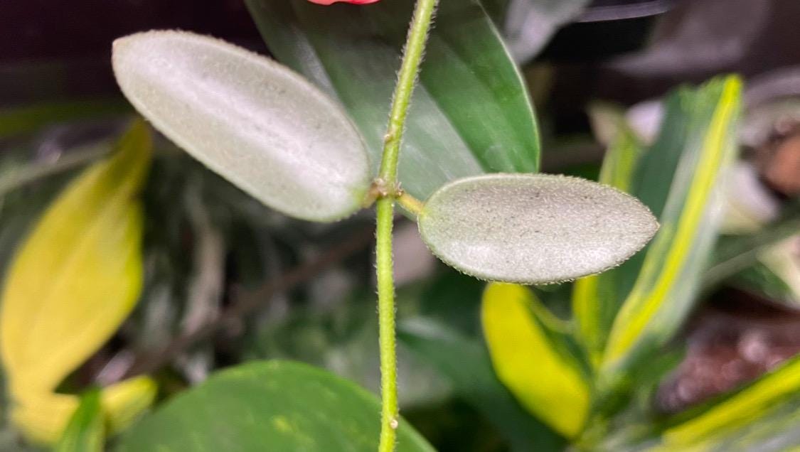 Hoya Lima Silver Cutting - Etsy