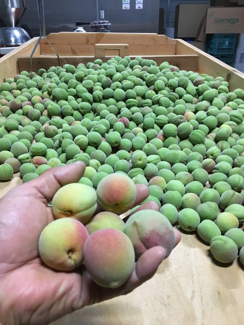 Japanese UME Syrup,梅シロップ,매실엑기스(100% 천연발효 오개닉),梅子提取物,chiết Xuất Mận Ume ...