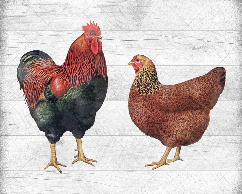 Farmhouse Chickens Digital Download Digital File Instant - Etsy