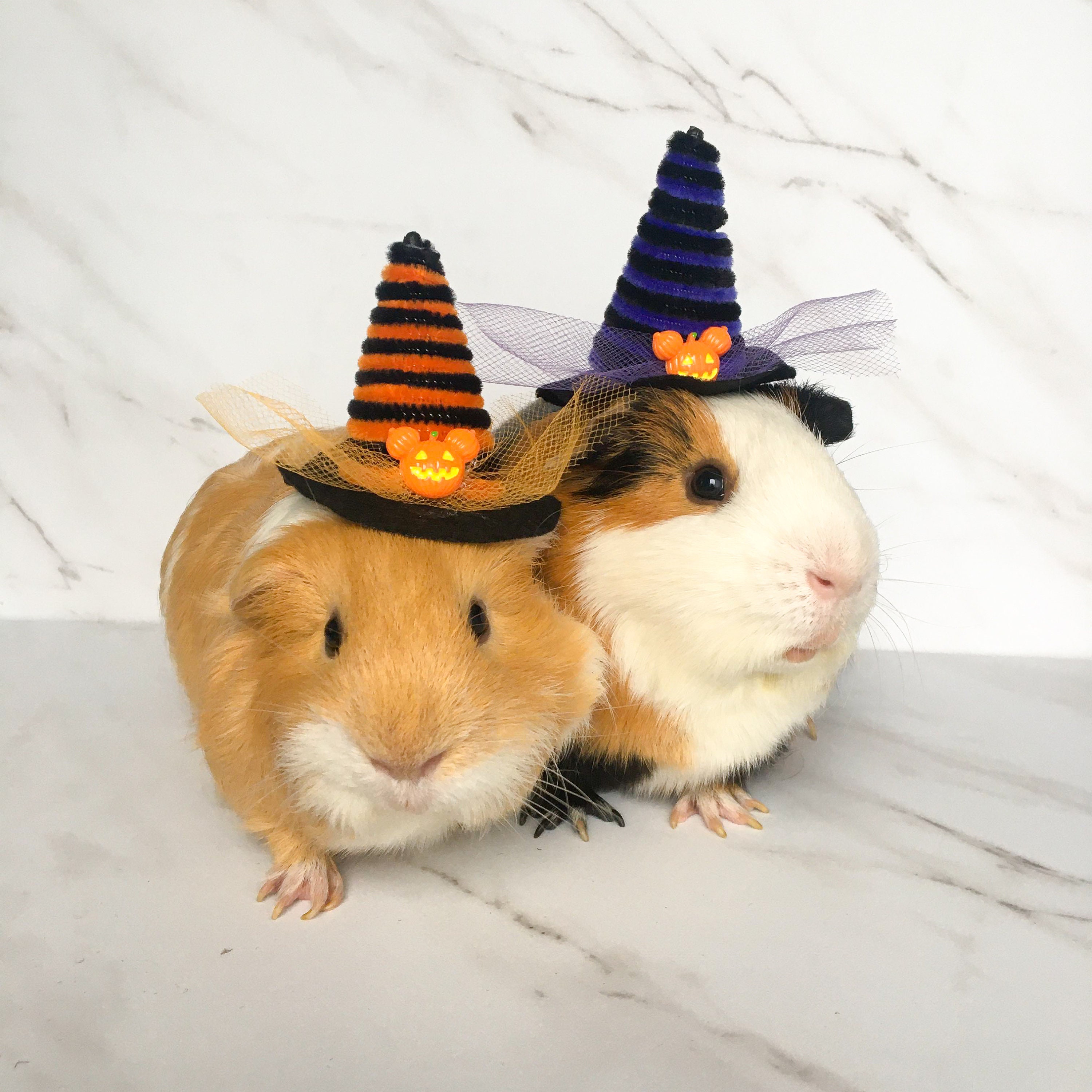 Hamsters In Costumes