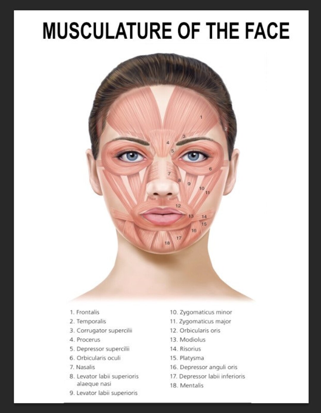 Musculature of the Face EDUCATIONAL SCIENCE Poster Facial Mimetic ...