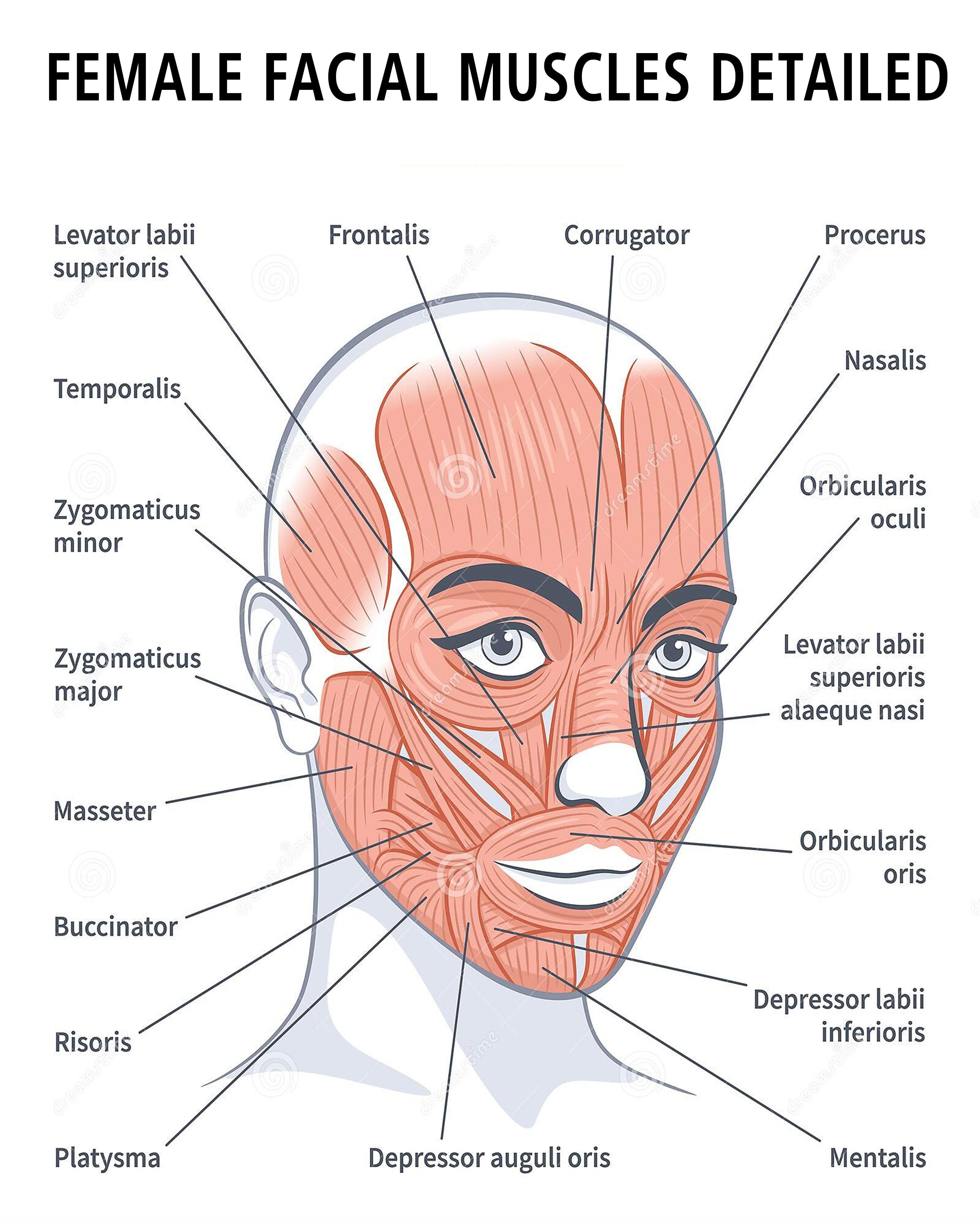 Músculos faciales femeninos anatomía facial detallada CIENCIA - Etsy España