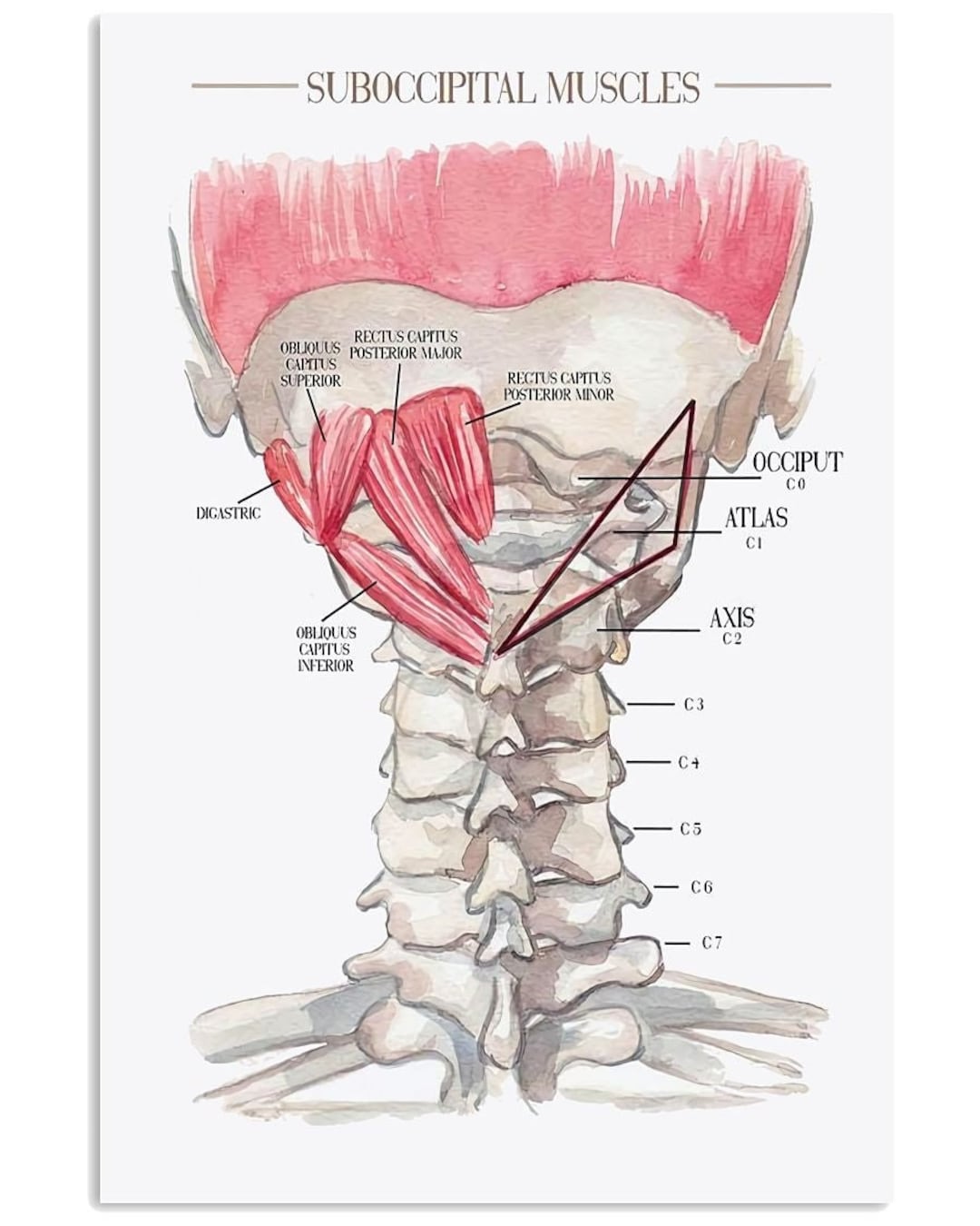 Massage Therapist Poster Suboccipital Muscles Wall Decor Best - Etsy