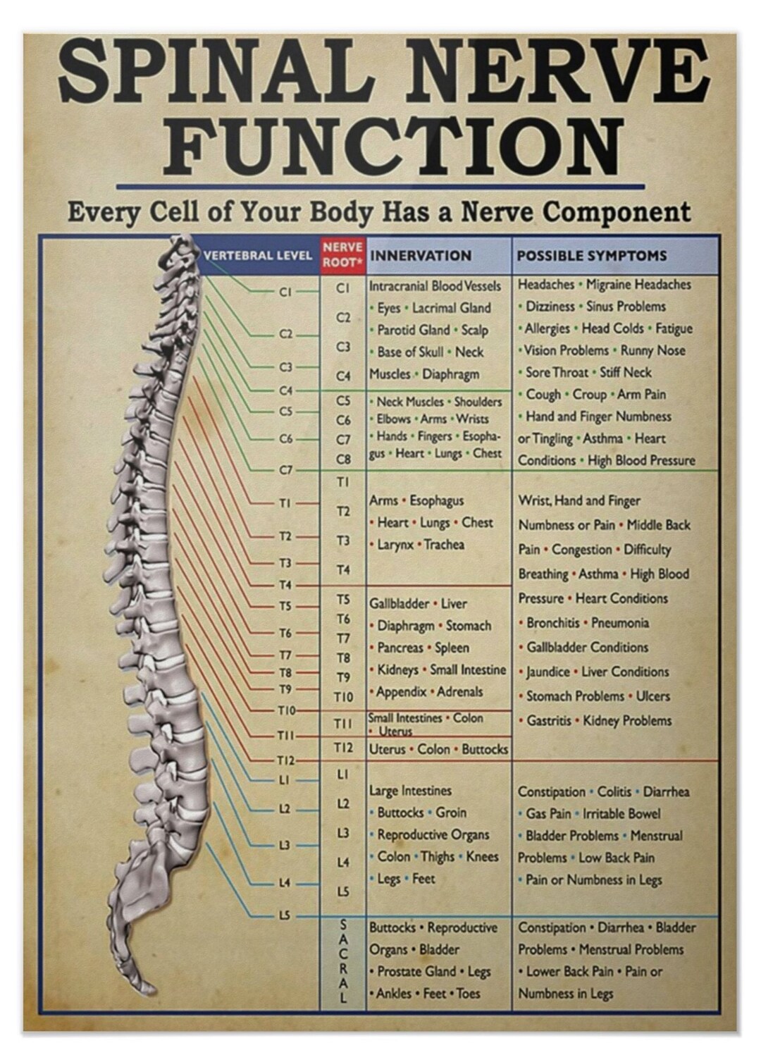 Spinal Nerve Function Every Cell of Your Body Poster - Etsy Australia