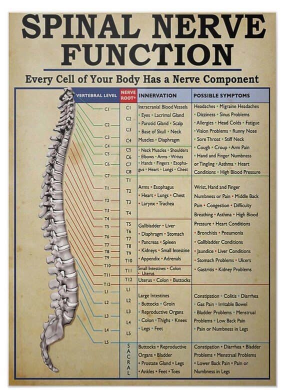 Spinal Nerves Function