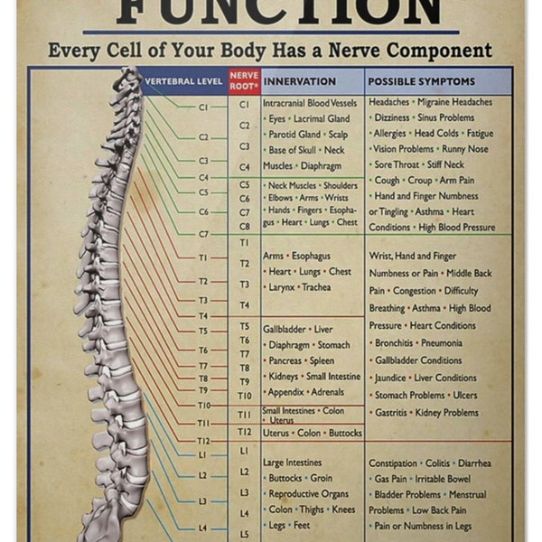 Spinal Nerve Function - Etsy